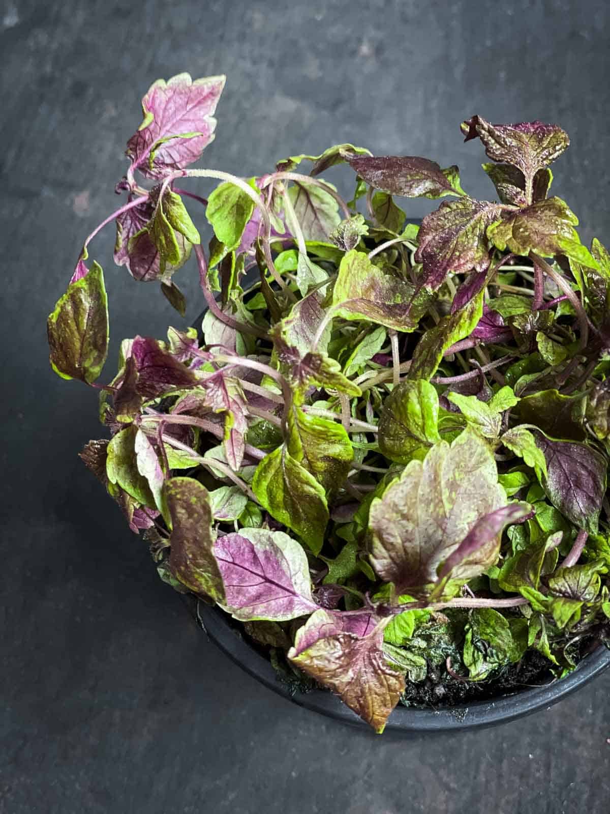 Tomberry Tomato Salad with Pomegranate | The Sidesmith